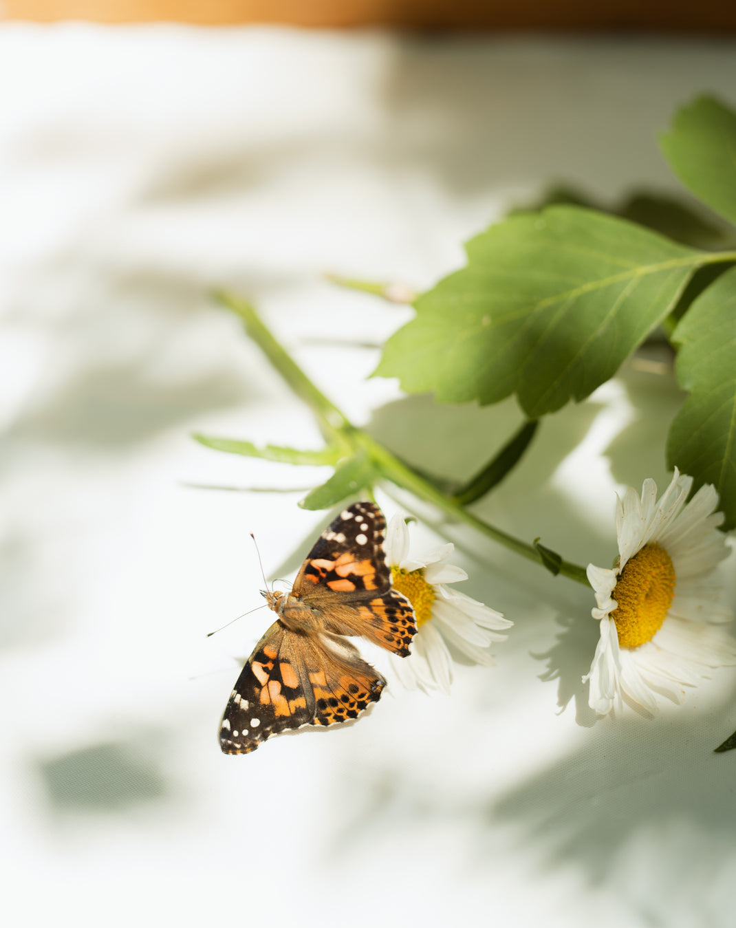 At Home Butterfly Raising Kits – Riverbottom Butterflies
