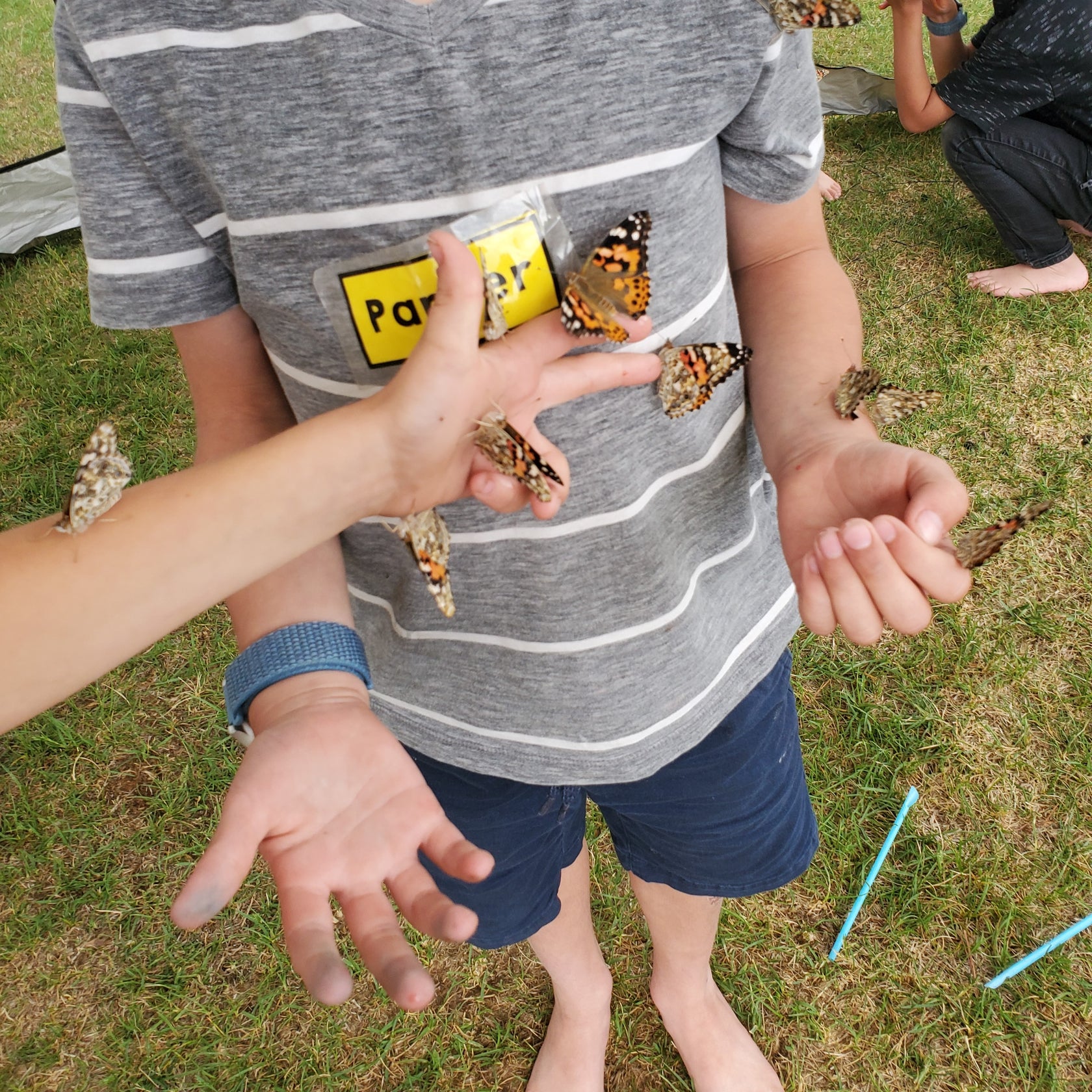 Butterfly Party House For Birthdays or Special Events (Local Pickup On ...