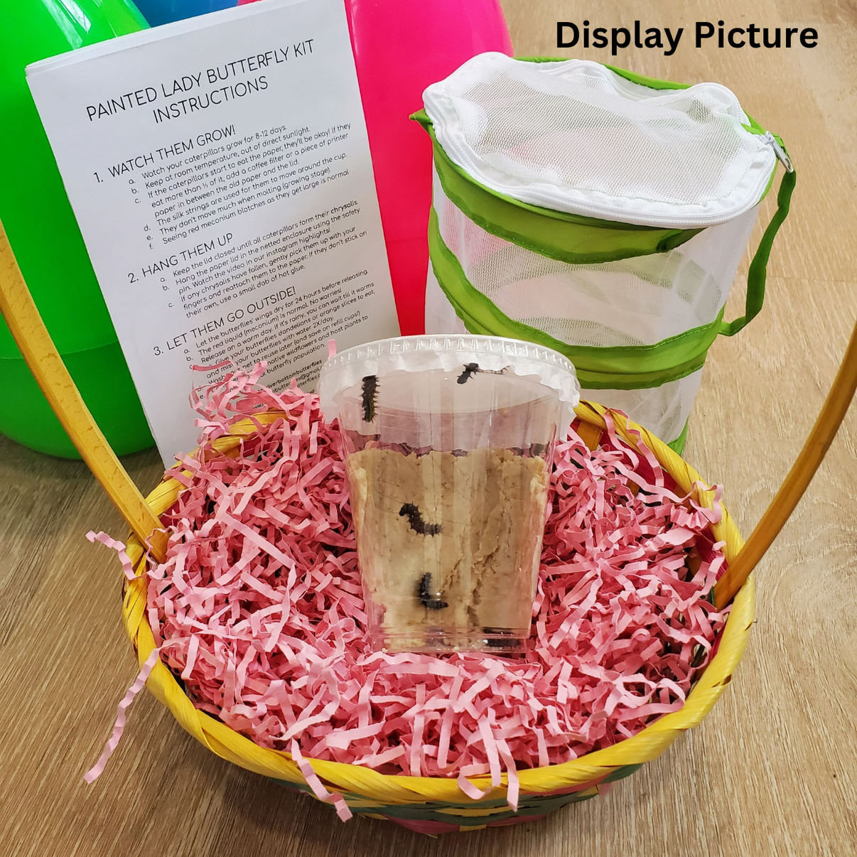Painted Lady Butterfly Kit – Riverbottom Butterflies