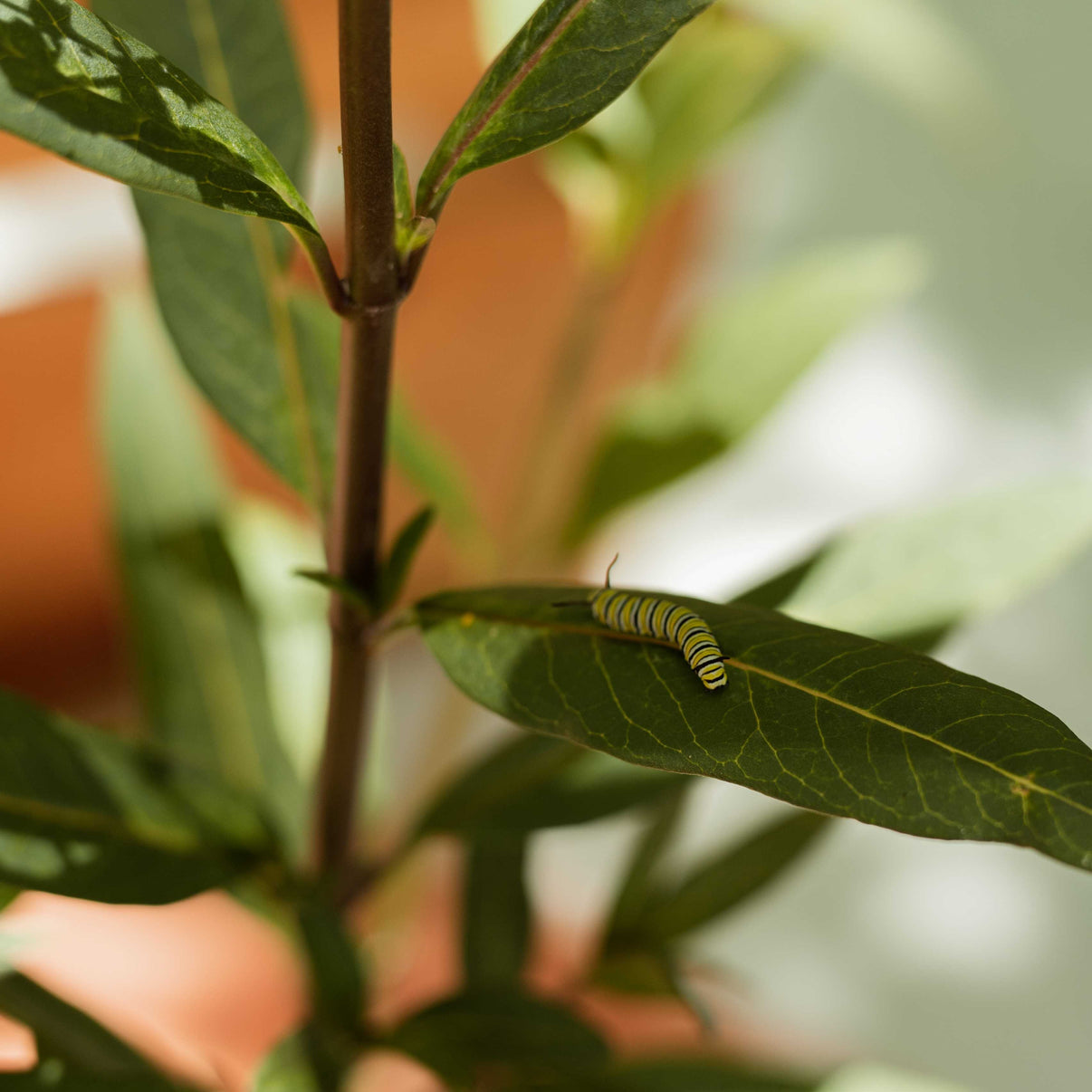 Monarch Caterpillar (Western) – Riverbottom Butterflies
