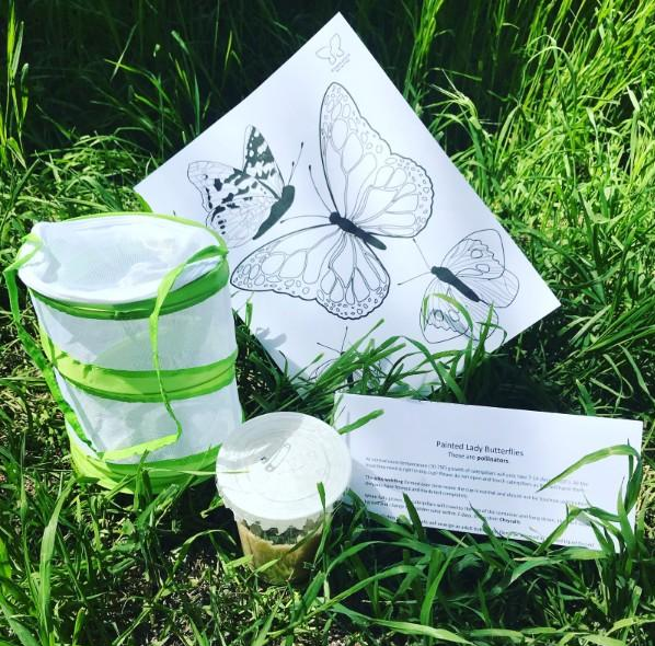 Painted Lady Butterfly Kit – Riverbottom Butterflies